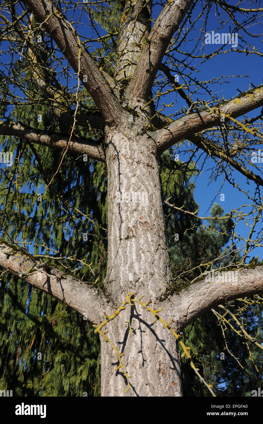 Ginkgo rinde hi-res stock photography and images - Alamy