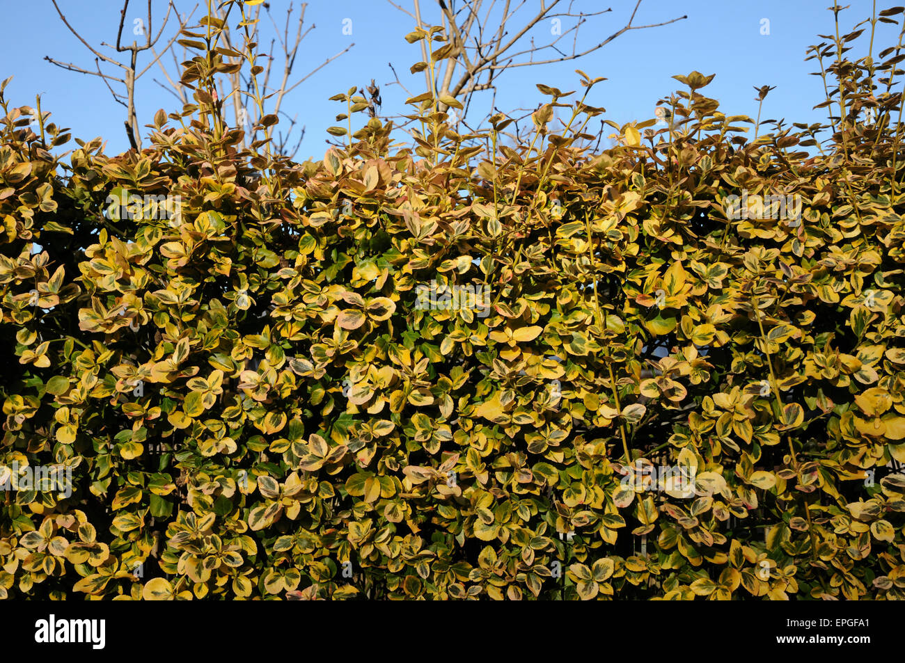 Creeping spindle hi-res stock photography and images - Alamy
