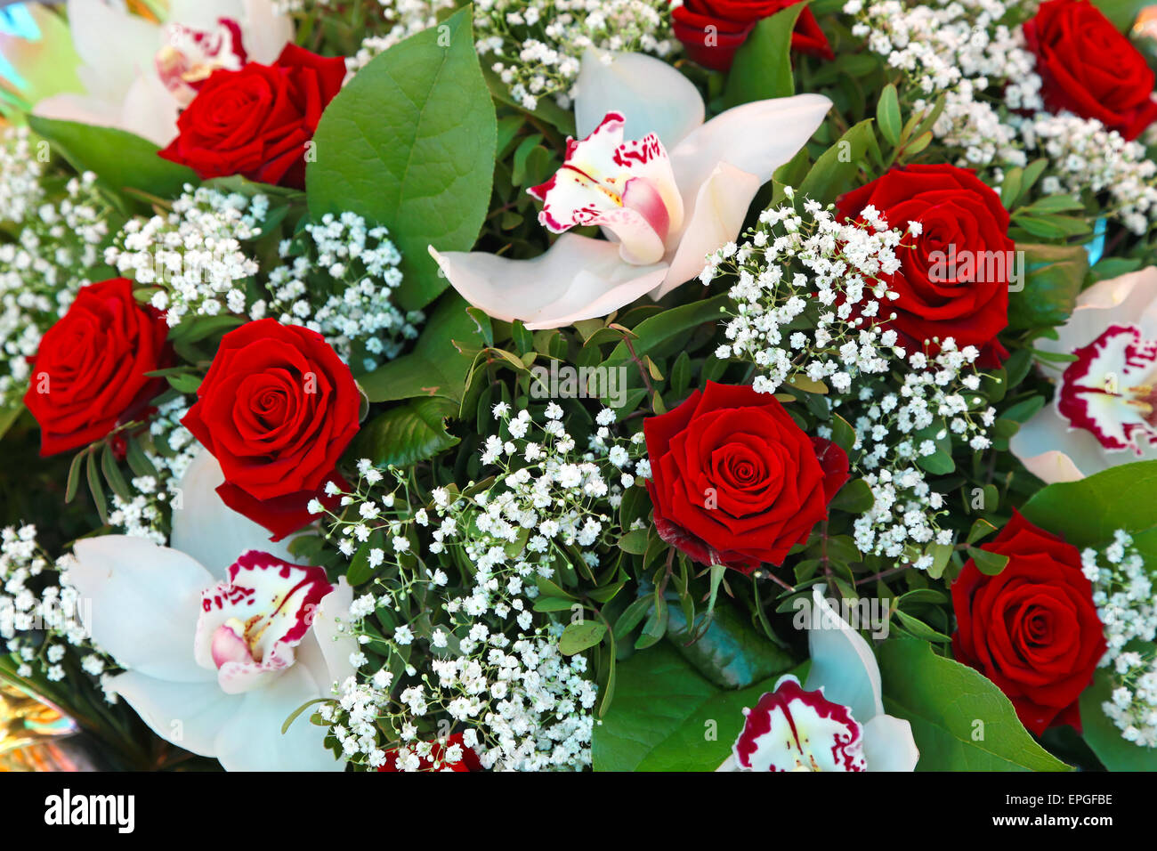 Rose orchids hi-res stock photography and images - Alamy