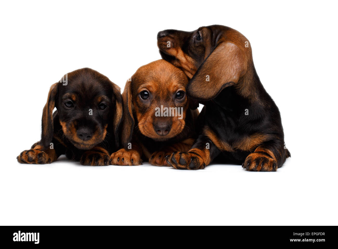 Three Wiener Dogs