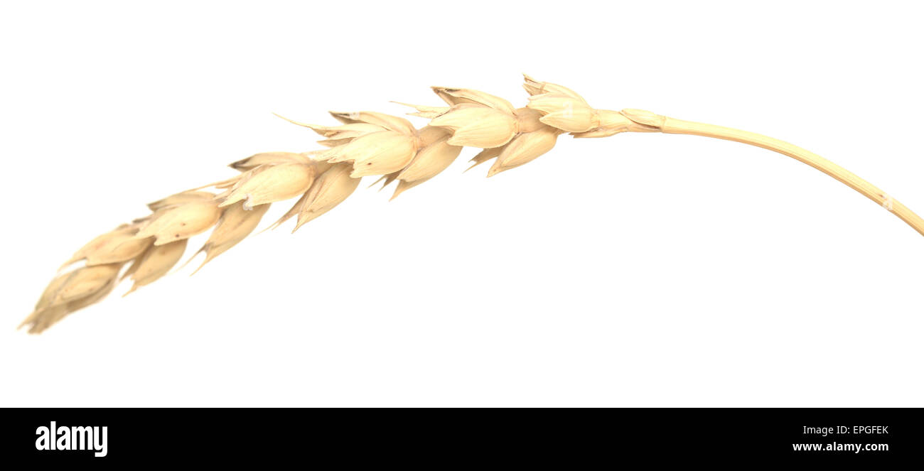 Single wheat plants hi-res stock photography and images - Alamy