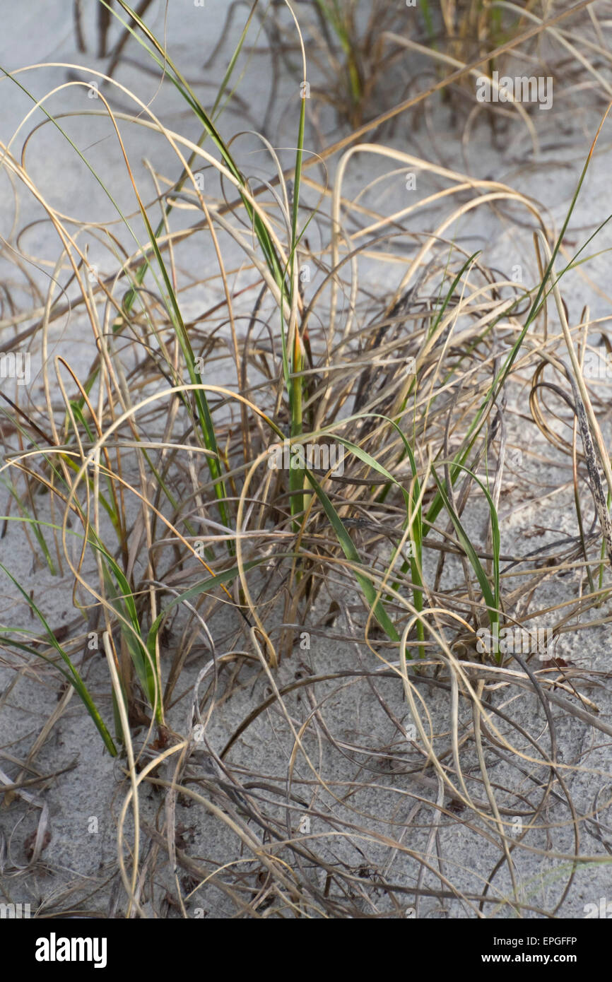Dune coast hi-res stock photography and images - Alamy