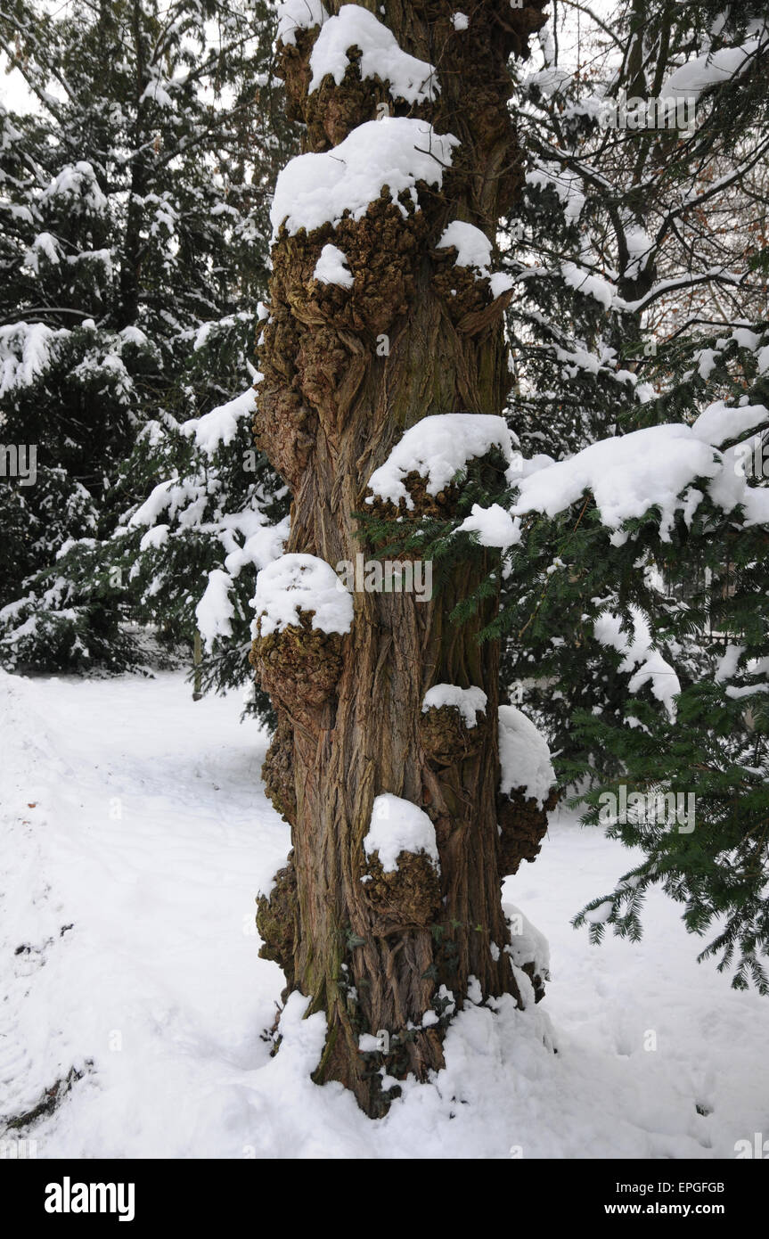 Locust winter hi-res stock photography and images - Alamy