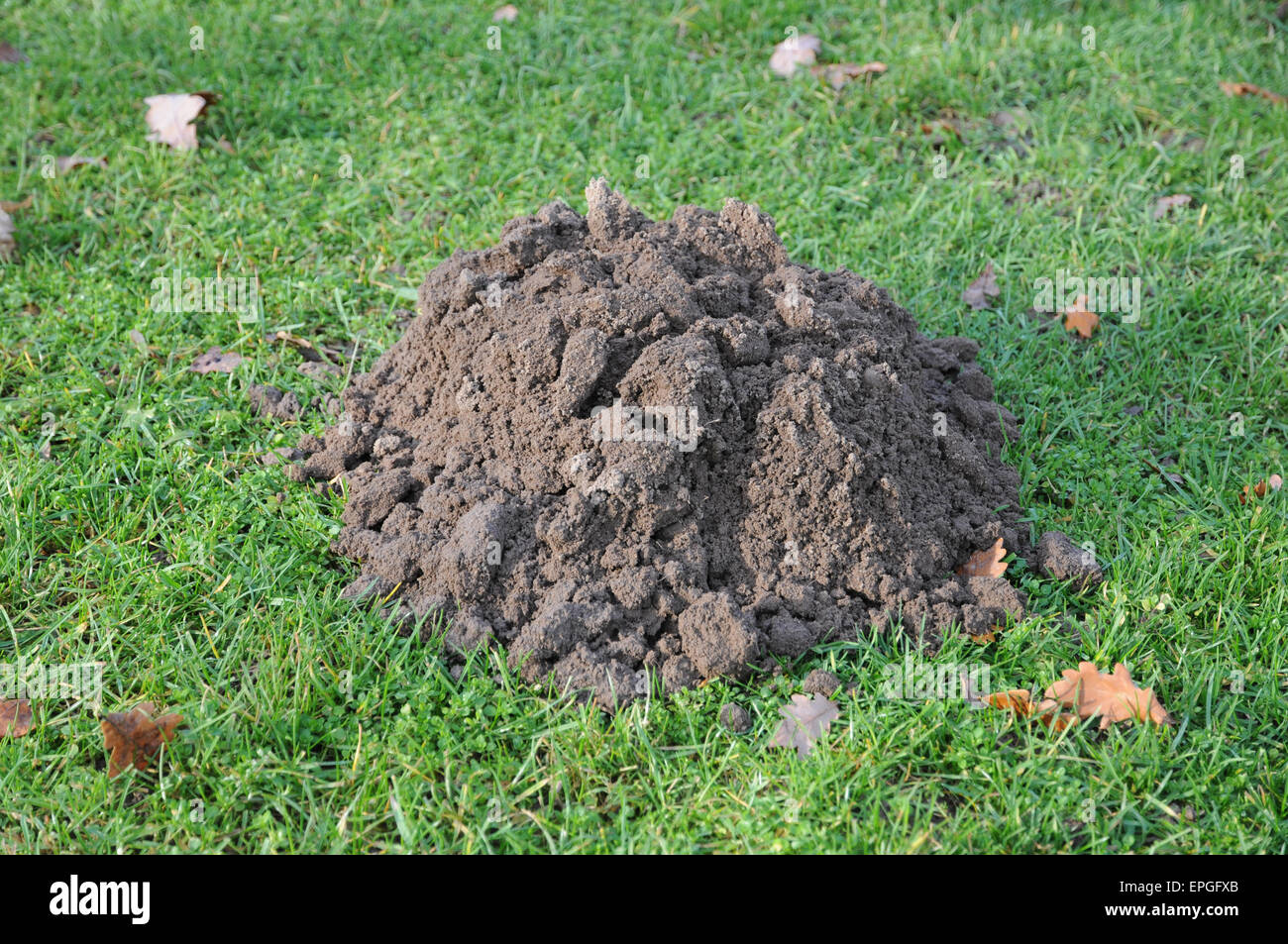 Mole hill hi-res stock photography and images - Alamy