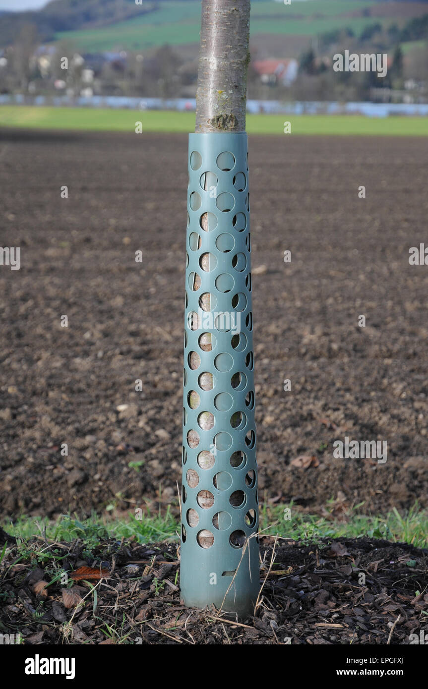 Protect tree hi-res stock photography and images - Alamy