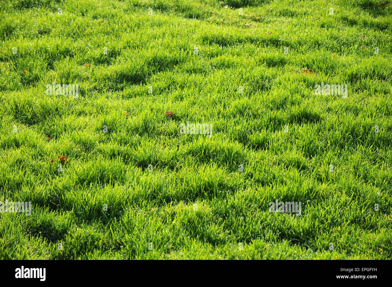 Lawn with dew-drops Stock Photo - Alamy