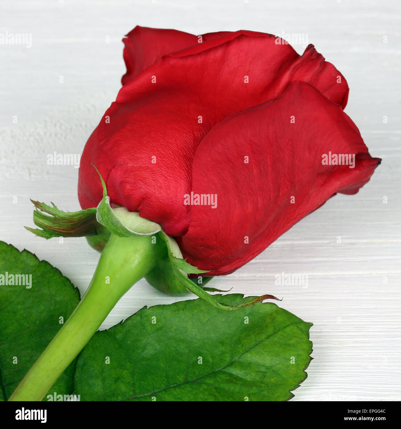 Rose Blume zum Valentinstag, Muttertag oder Geburtstag Stock Photo - Alamy