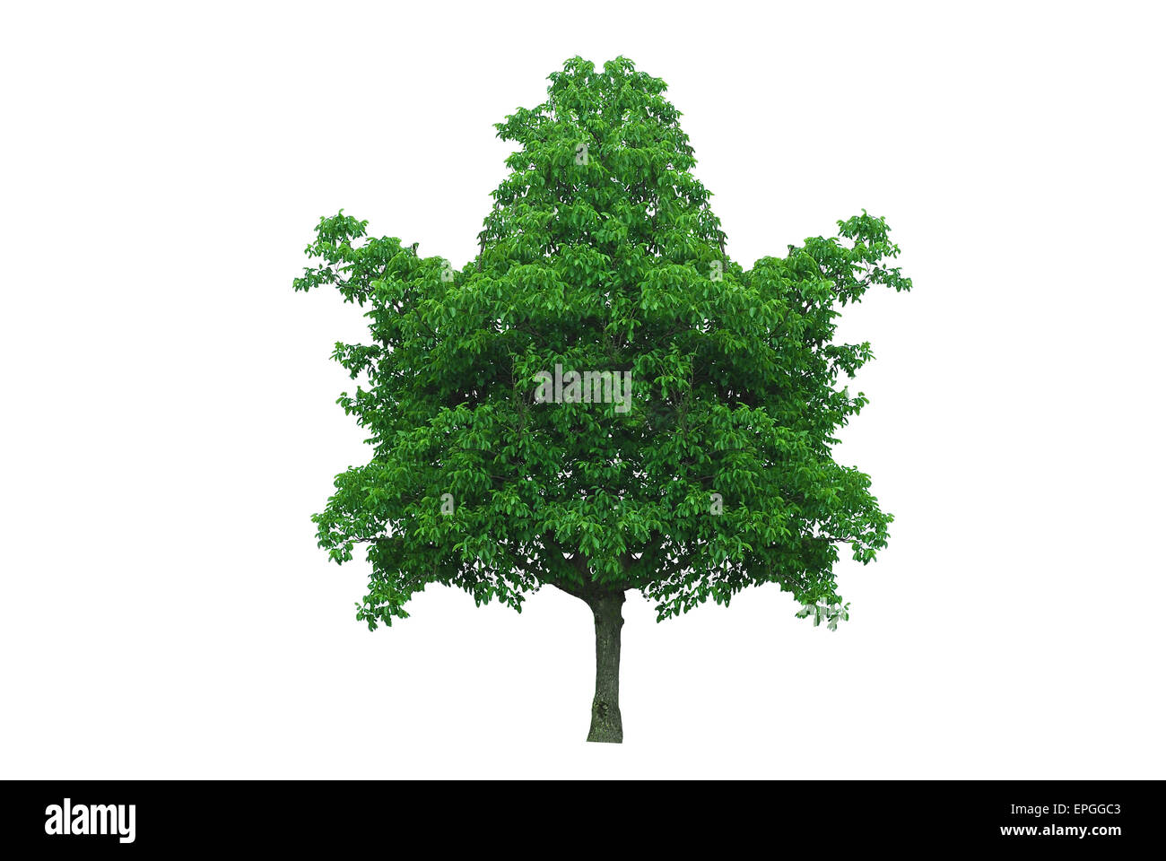 maple leaf shape tree isolated Stock Photo - Alamy