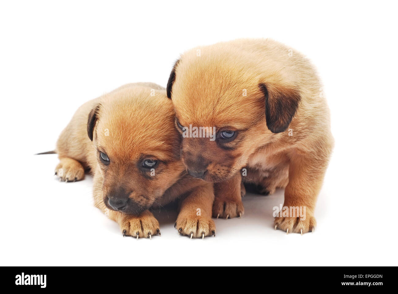 Cute brown baby dog Cut Out Stock Images & Pictures - Alamy