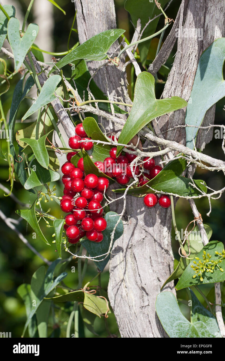 Stechwinde hi-res stock photography and images - Alamy