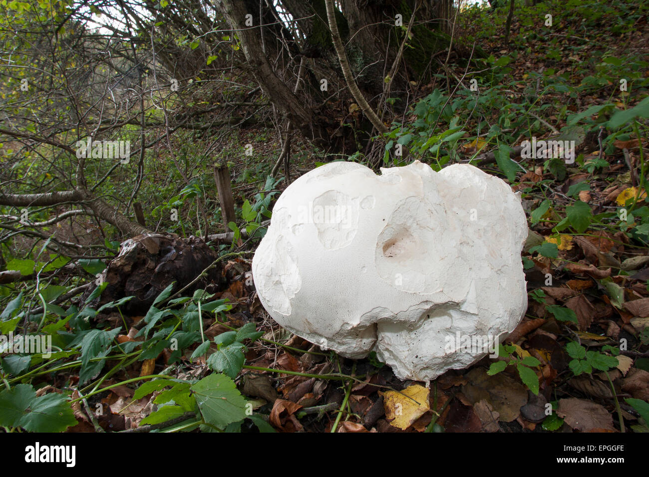 Bovist lycoperdon gigantea hi-res stock photography and images - Alamy