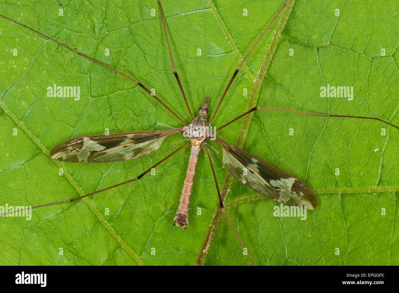 Giant cranefly, crane fly, crane-fly, male, crane flies, Riesen-Schnake ...