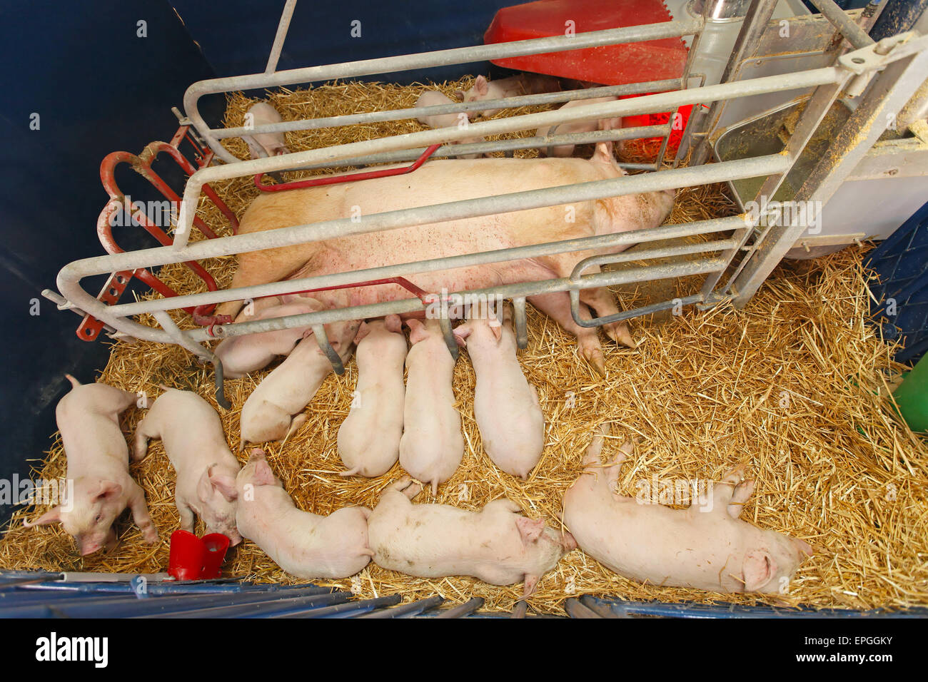 Modern pig farm Stock Photo - Alamy