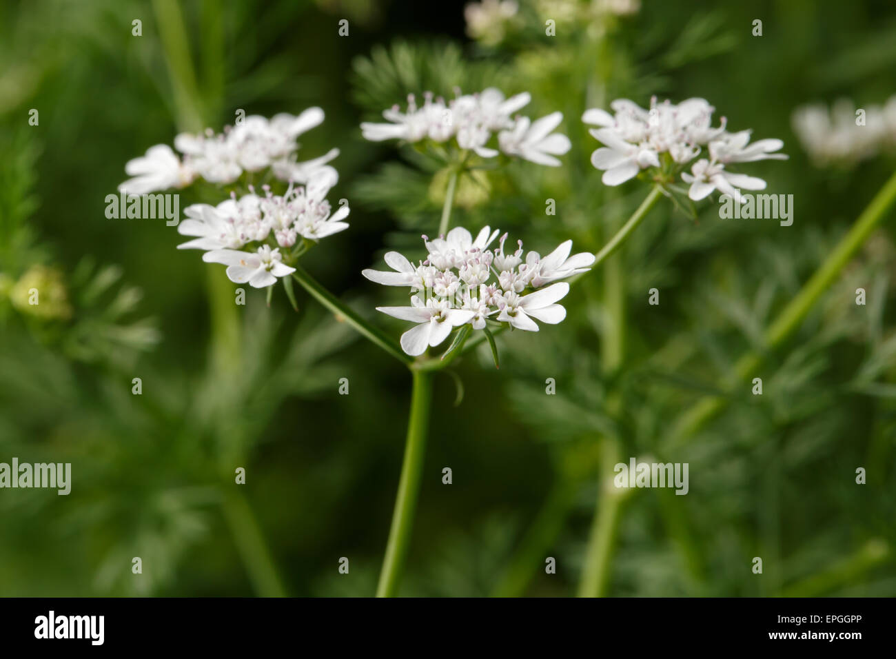 Single stem white flower hi-res stock photography and images - Alamy