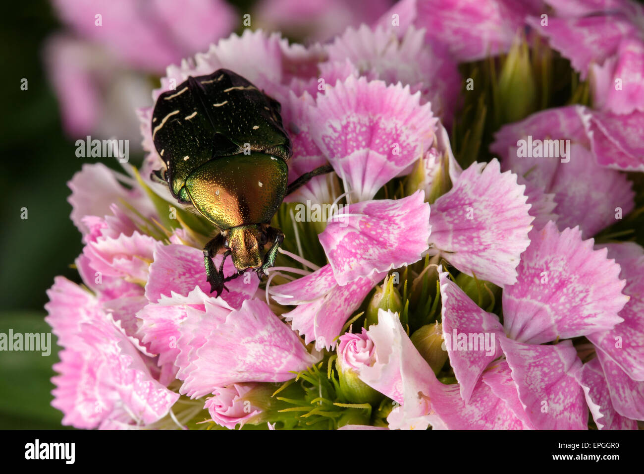Chafer in nature hi-res stock photography and images - Alamy