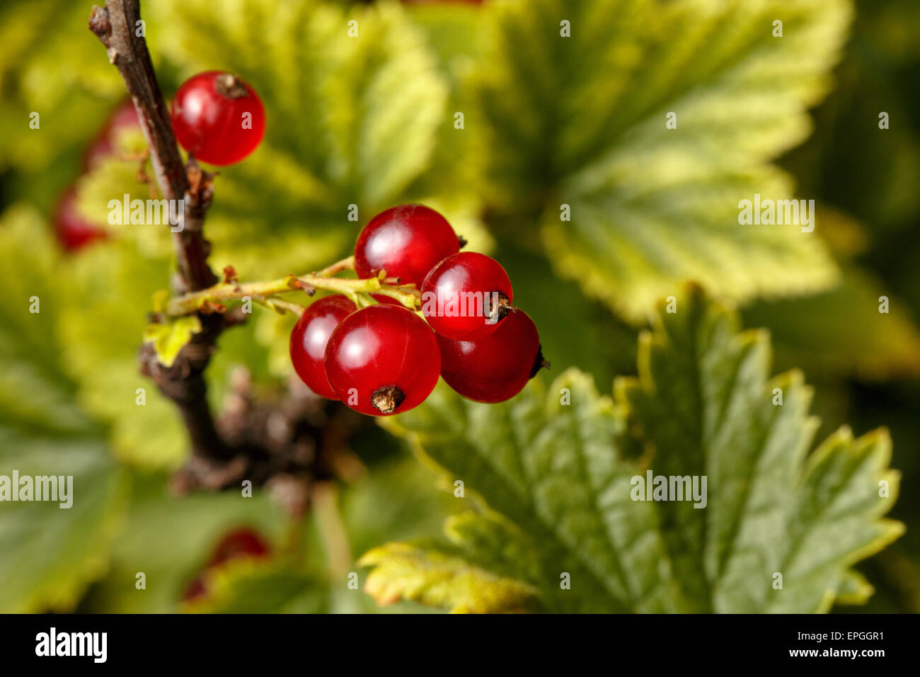 Growing redcurrant hi-res stock photography and images - Alamy