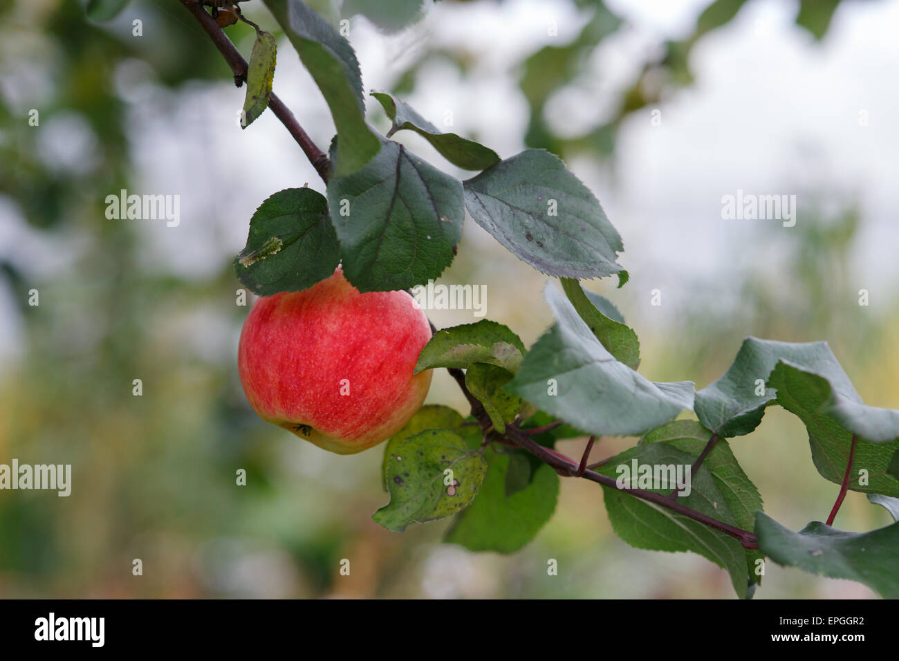 Apple on Tree Stock Photo - Alamy