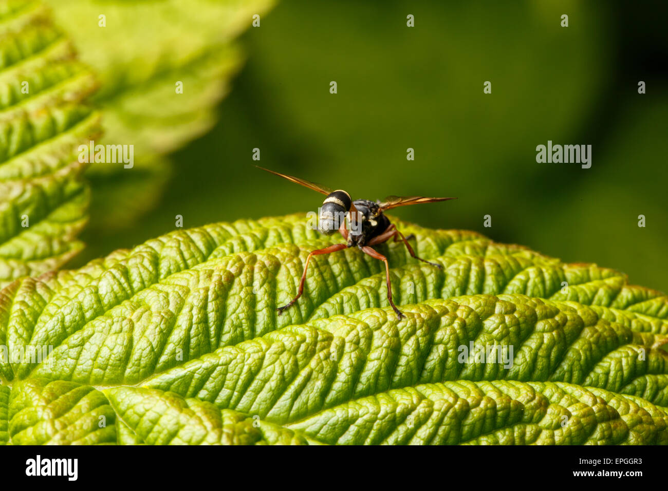 Physocephala hi-res stock photography and images - Alamy