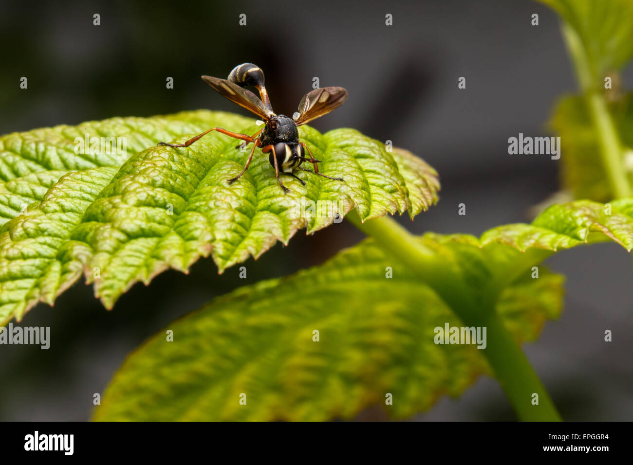 Physocephala hi-res stock photography and images - Alamy