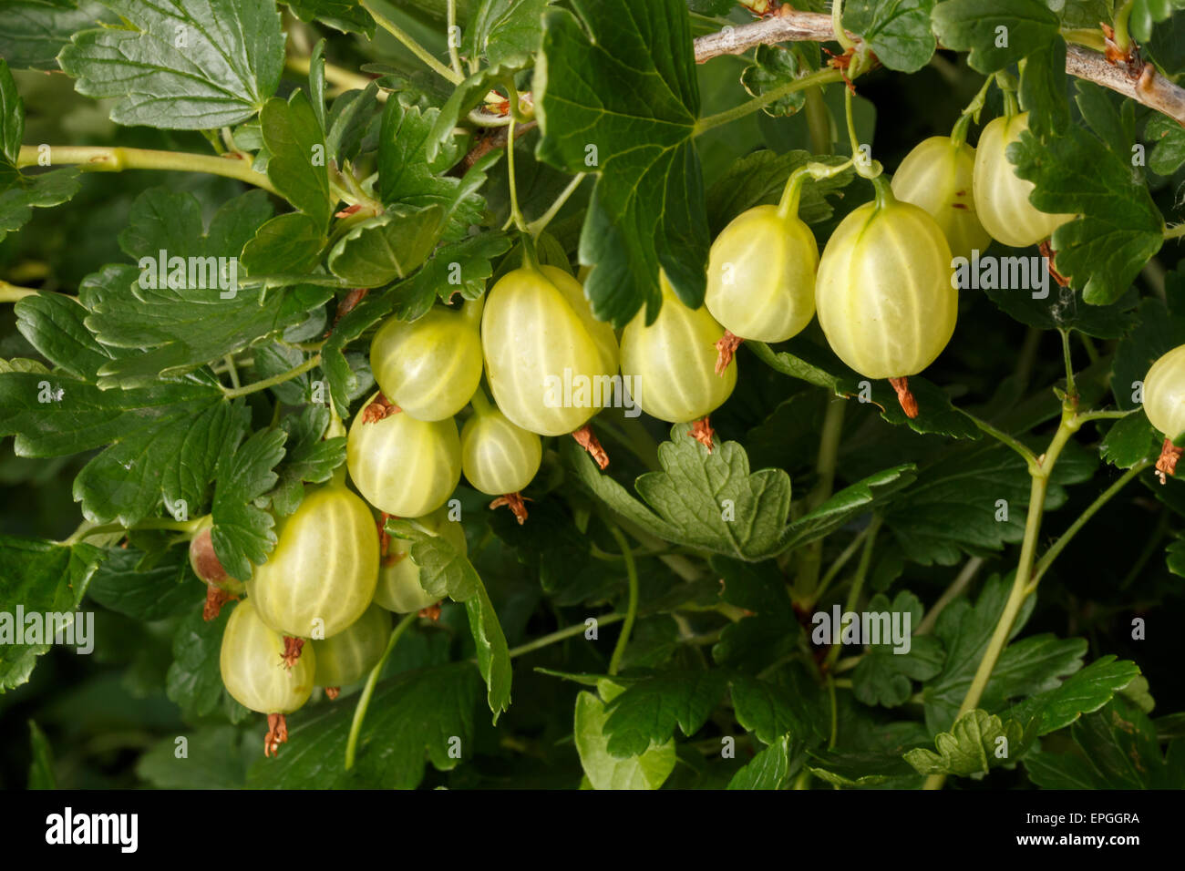 Gooseberry bush fruit hi-res stock photography and images - Alamy