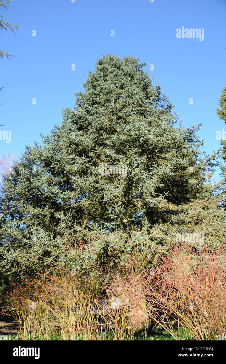 Pinsapo fir hi-res stock photography and images - Alamy