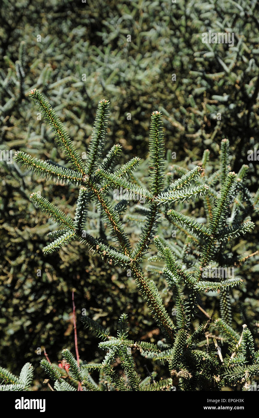Spanish fir trees hi-res stock photography and images - Alamy