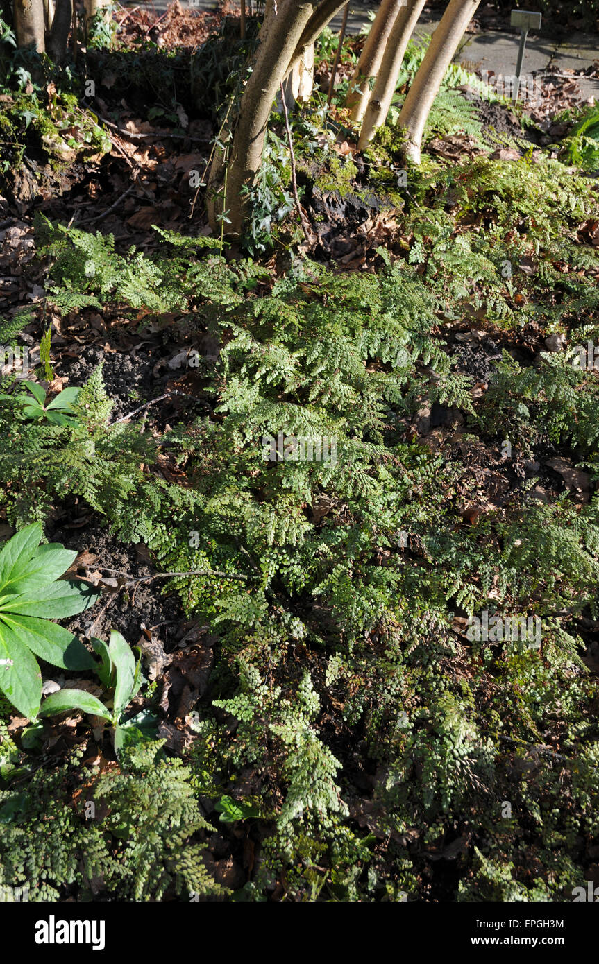 Himalayan ferns hi-res stock photography and images - Alamy