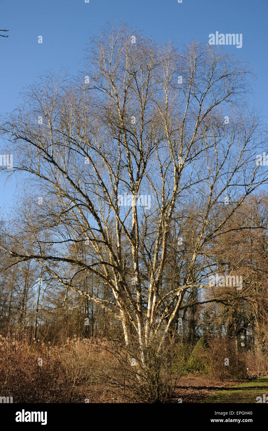Himalayan Birch Tree High Resolution Stock Photography and Images - Alamy