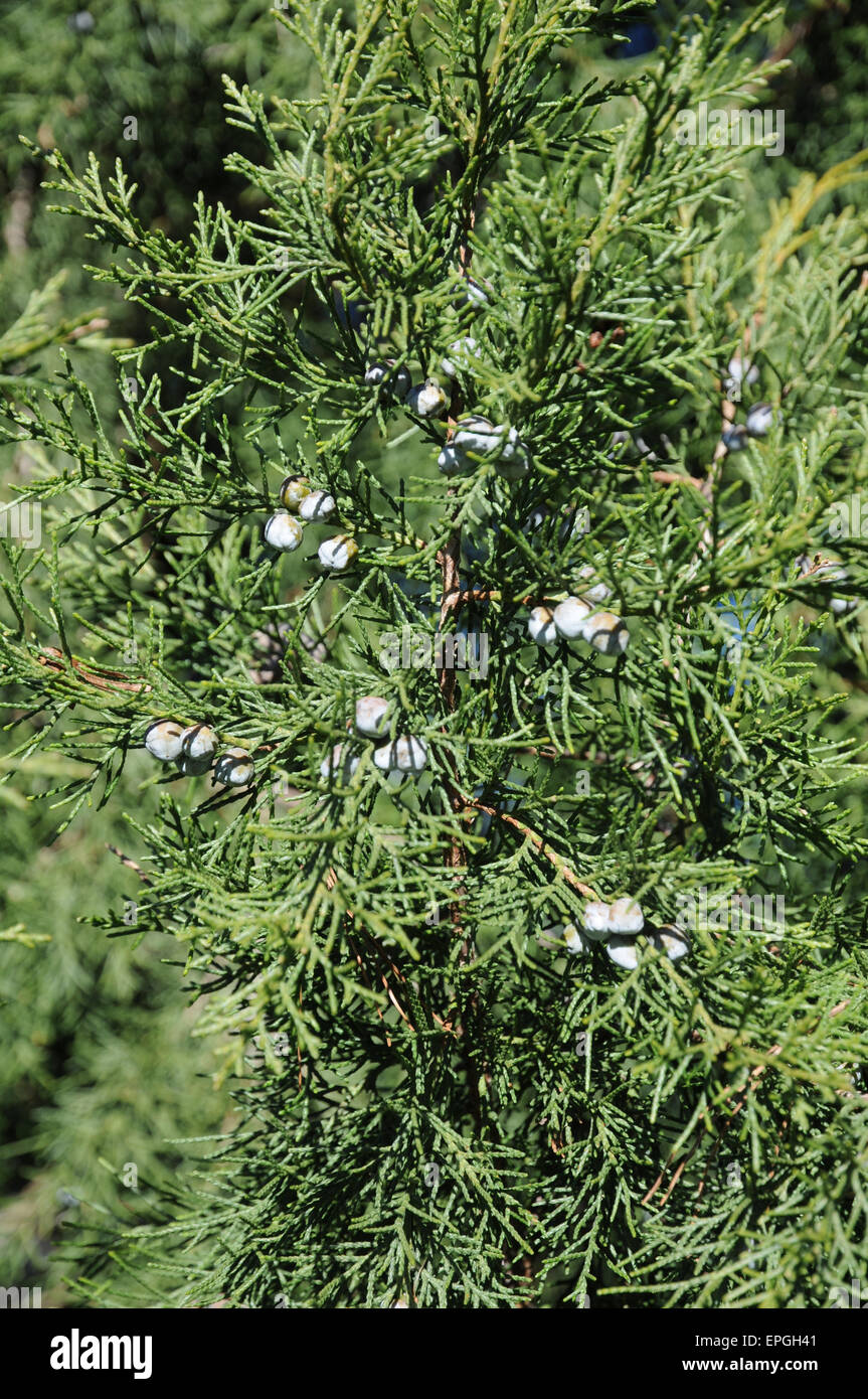 Junipers chinensis hi-res stock photography and images - Alamy