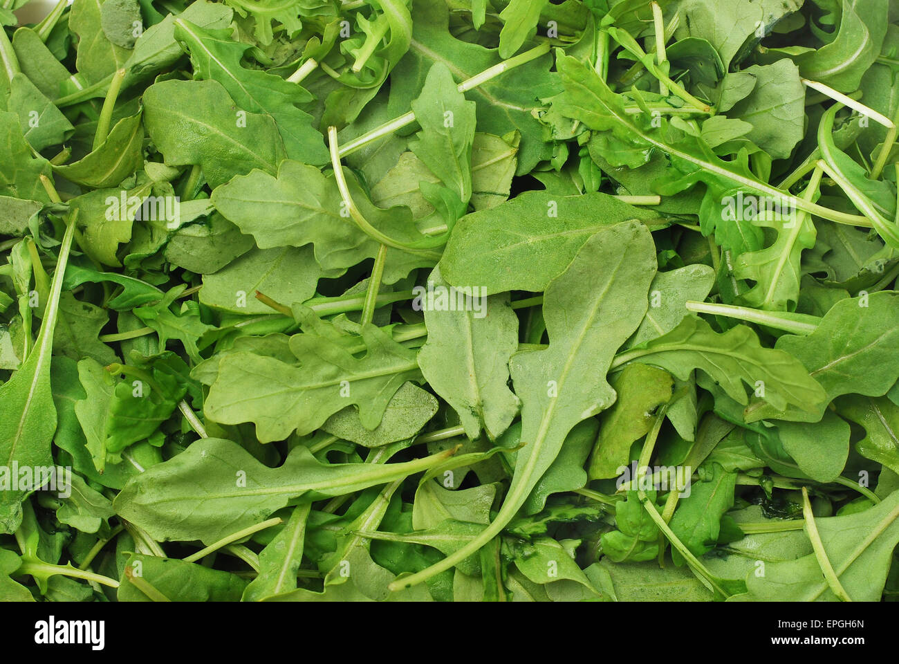fresh rucola texture closeup detail Stock Photo - Alamy