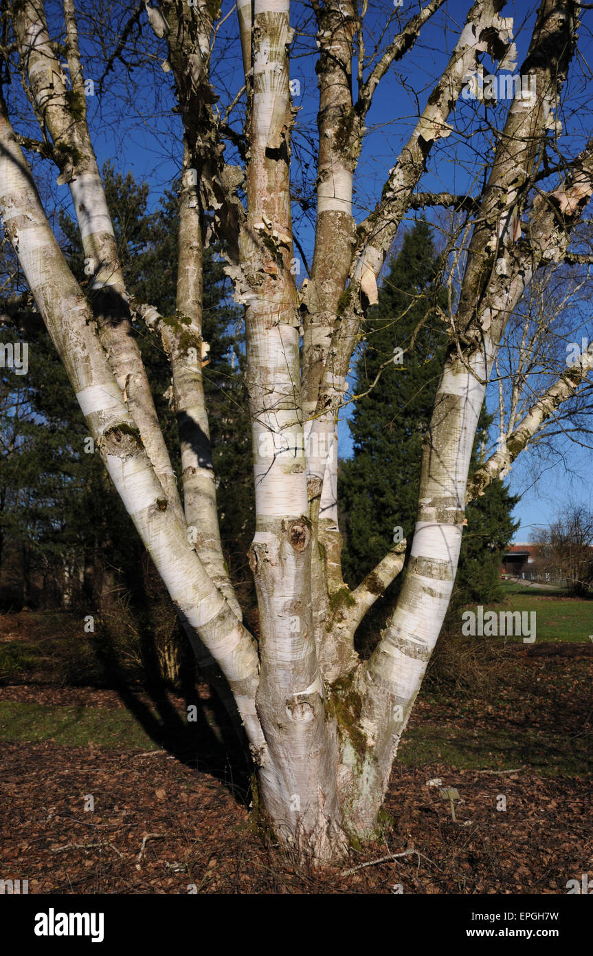 Himalayan Birch Tree High Resolution Stock Photography and Images - Alamy