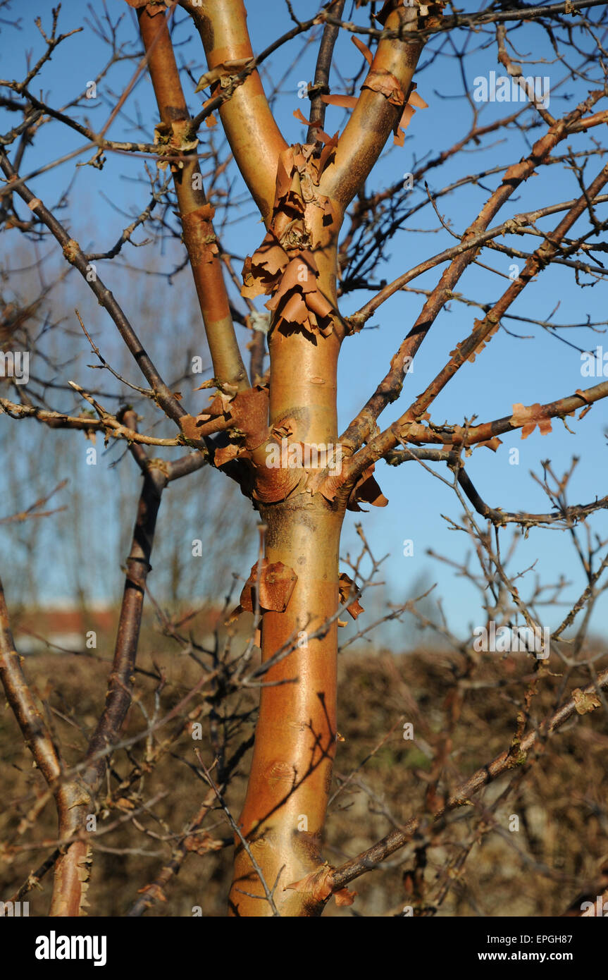 Acer griseum paperbark maple tree hi-res stock photography and images ...