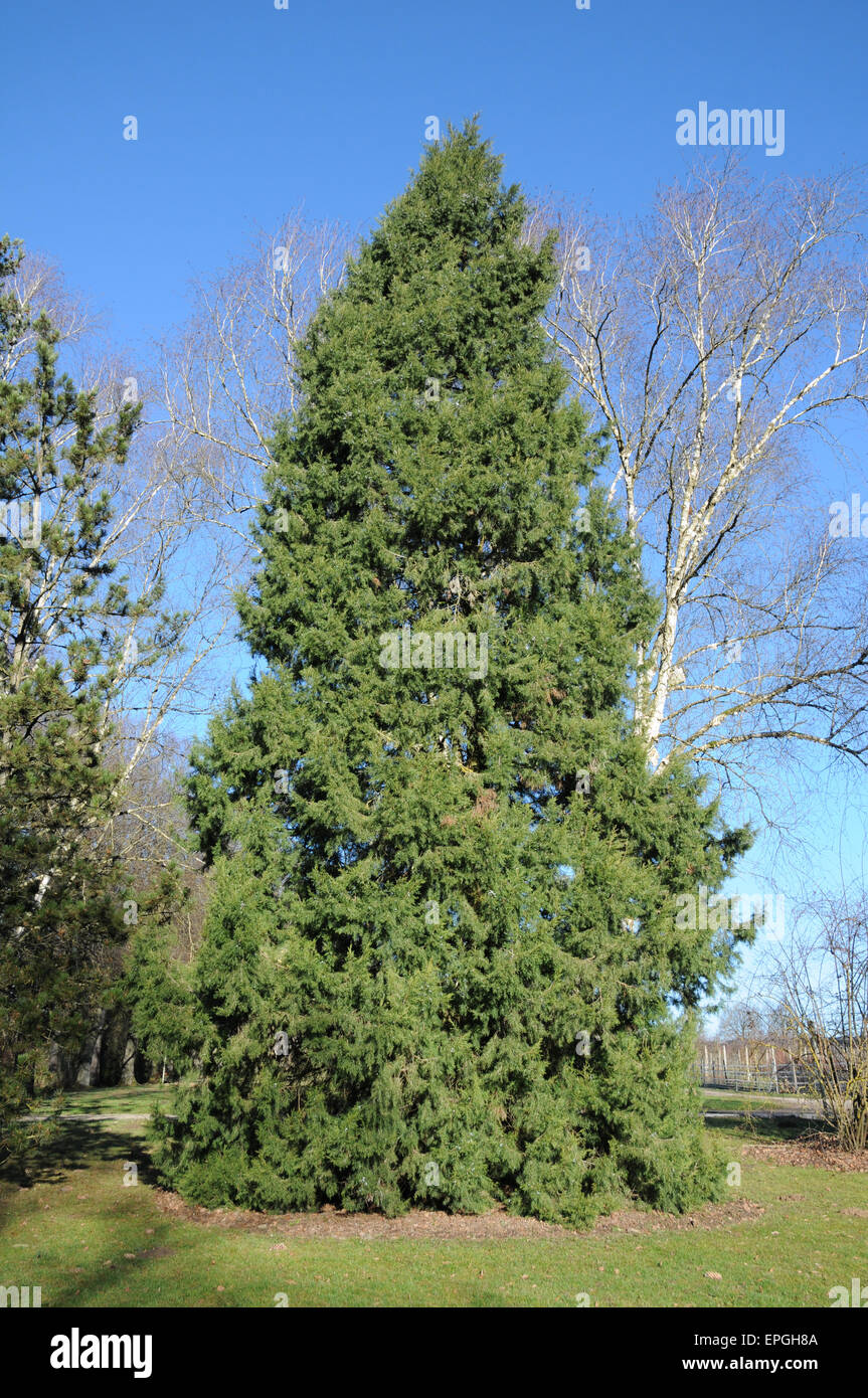 Keteleri hi-res stock photography and images - Alamy