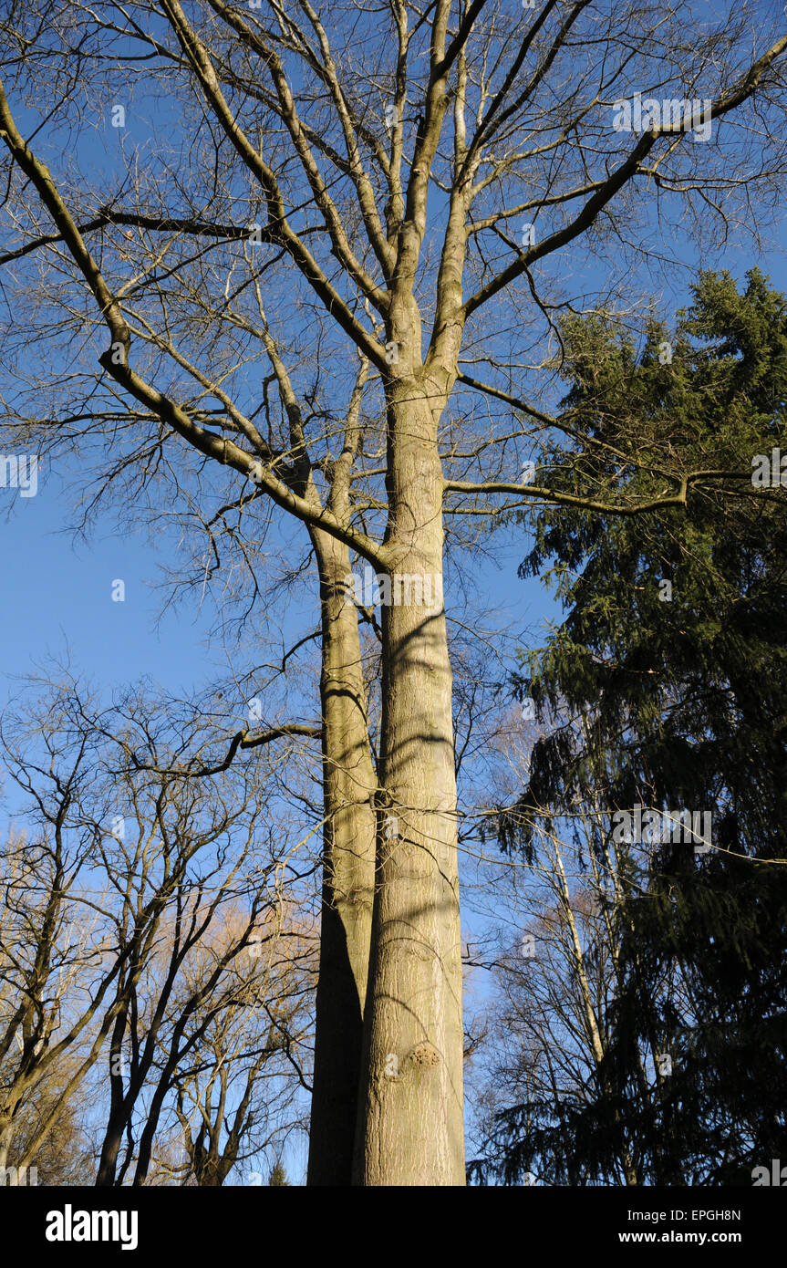 Pin oak trees hi-res stock photography and images - Alamy