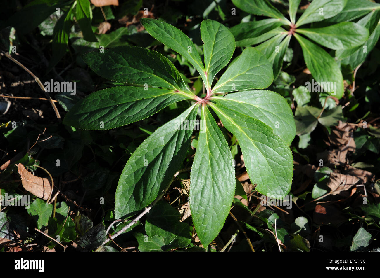 Helleborus leaf hi-res stock photography and images - Alamy