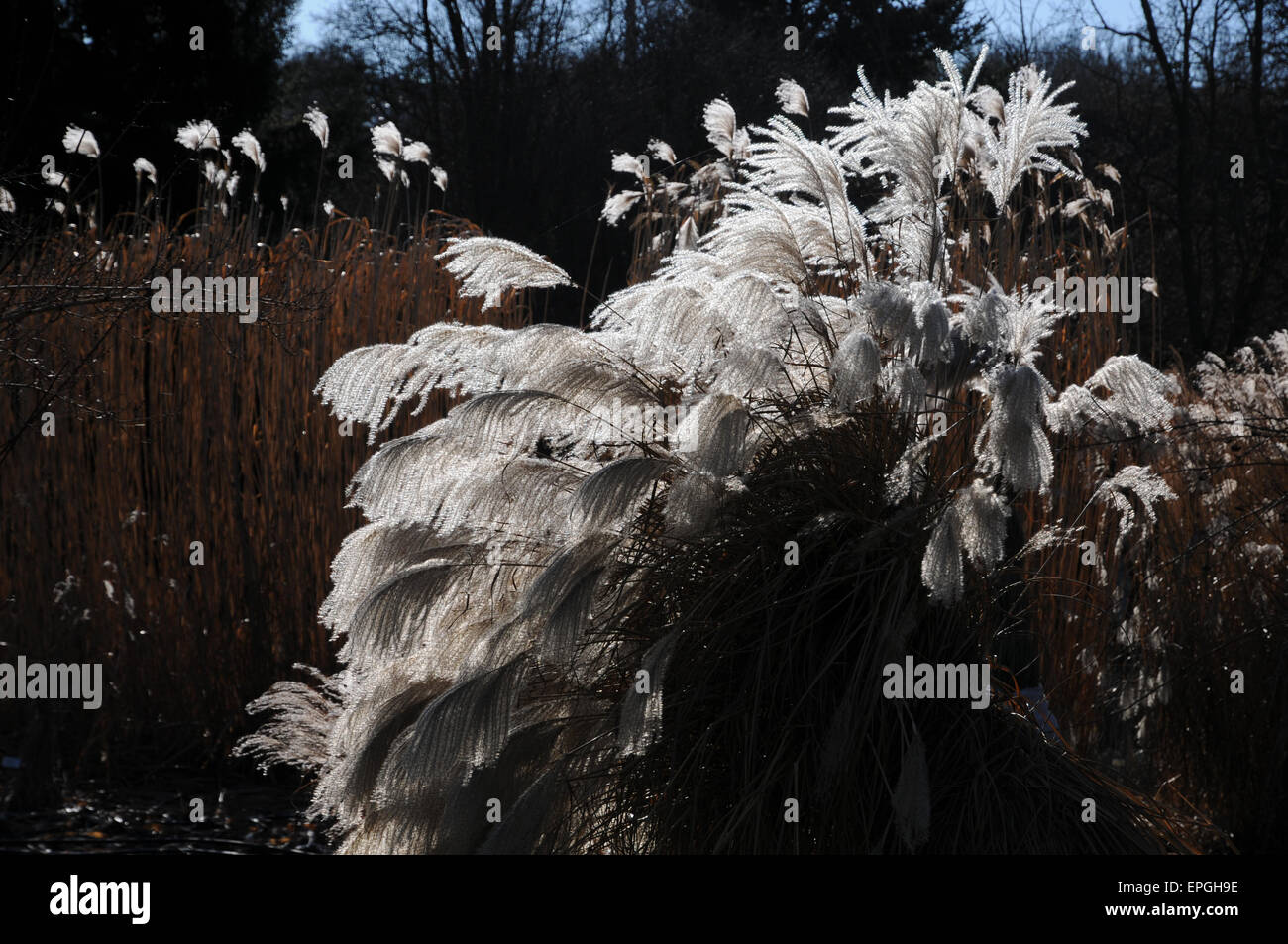 Chinese silver grass Stock Photo - Alamy