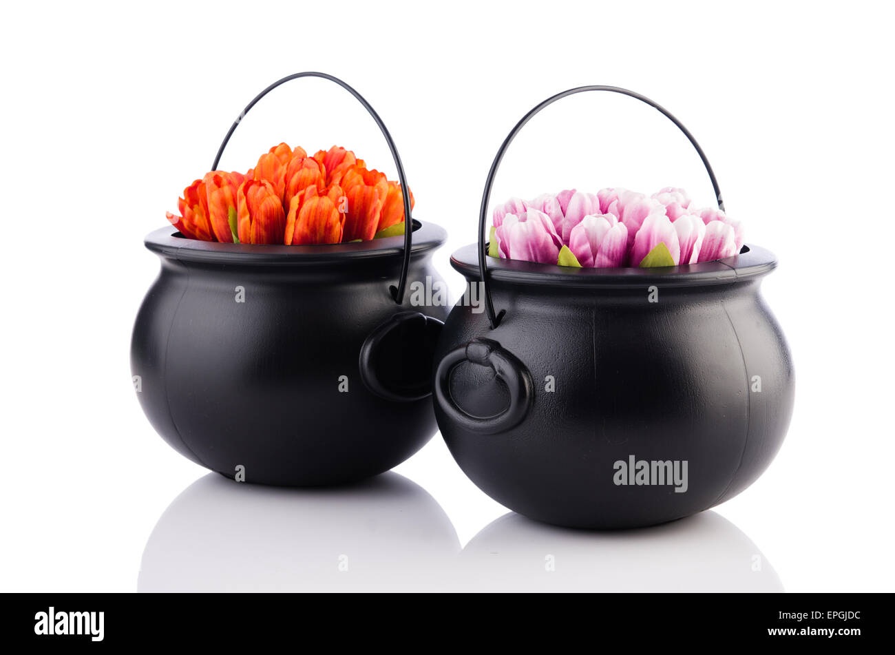 Two pots with tulip flowers isolated on the white Stock Photo - Alamy
