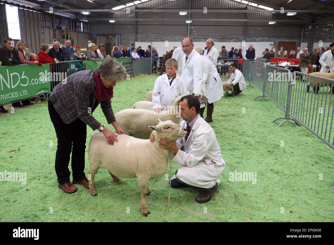 Royal Welsh Spring Festival show a judge inspects the condition of a ...