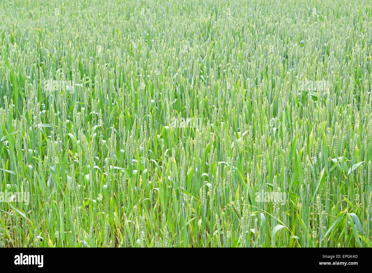 Green wheat hi-res stock photography and images - Alamy