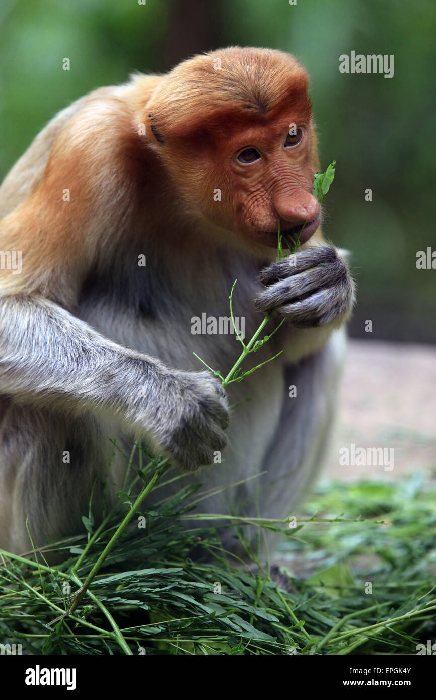 A proboscis monkey Stock Photo - Alamy