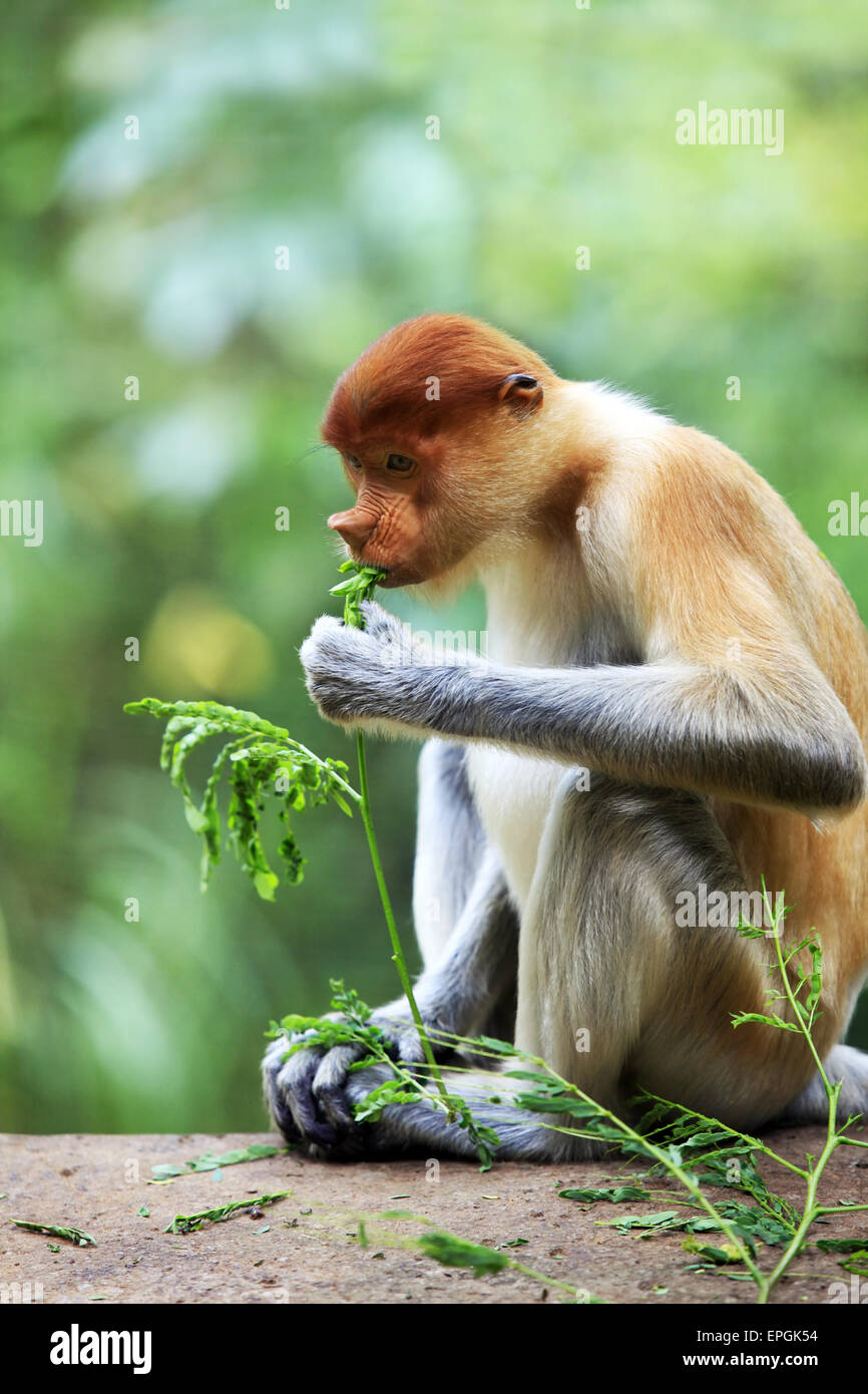 Big nosed proboscis monkey hi-res stock photography and images - Alamy