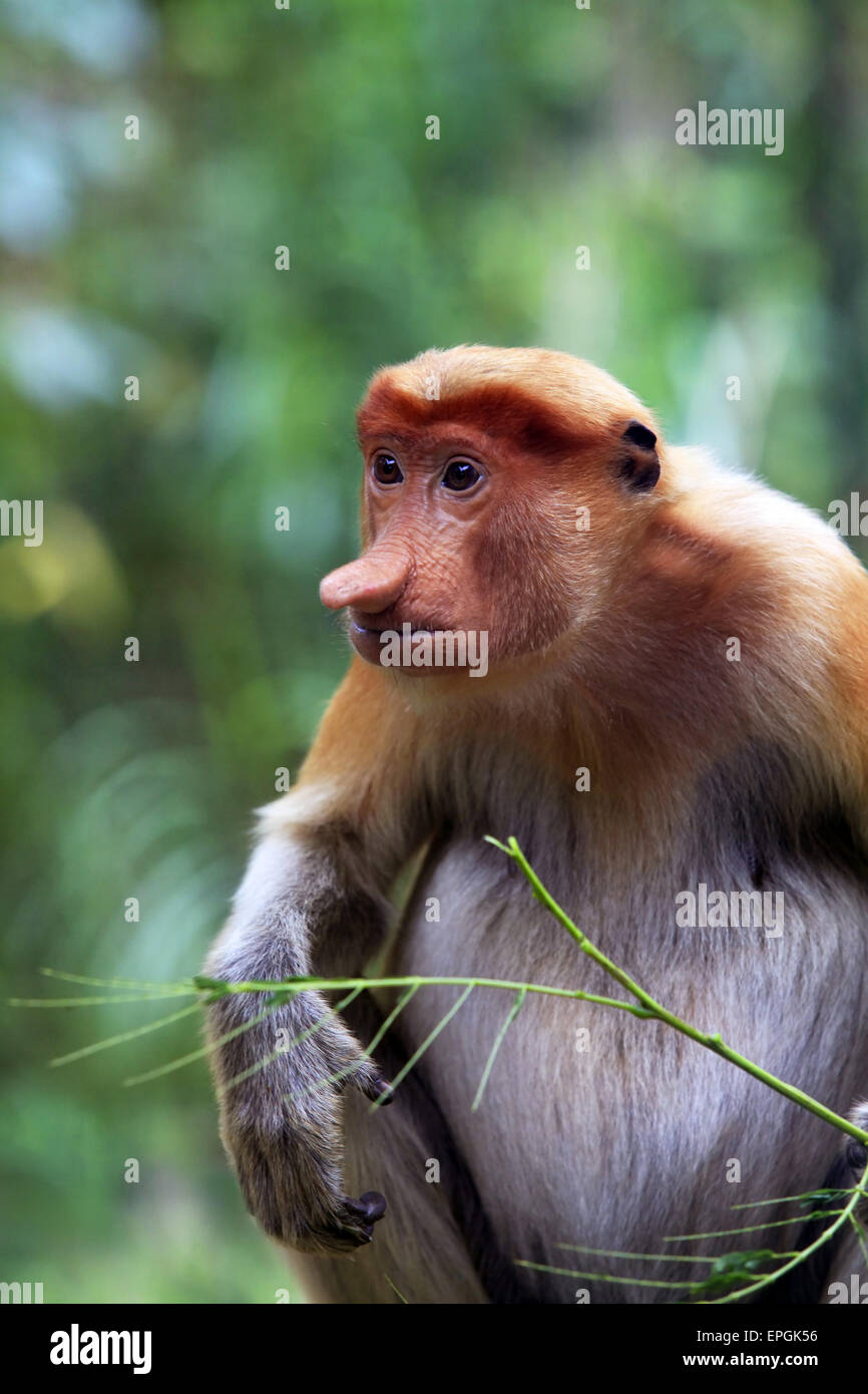 Proboscis monkeys brunei hi-res stock photography and images - Alamy
