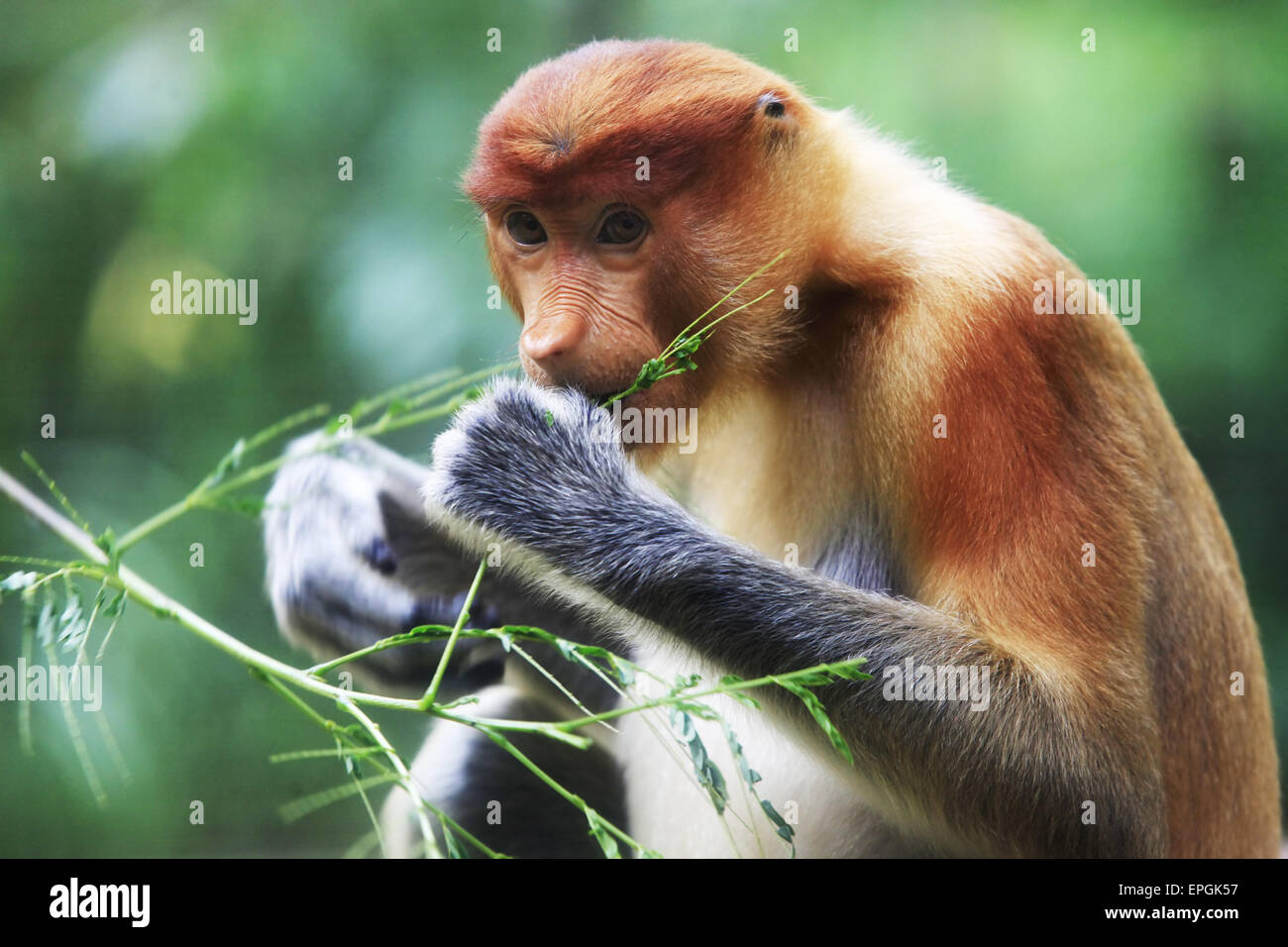 A proboscis monkey Stock Photo - Alamy