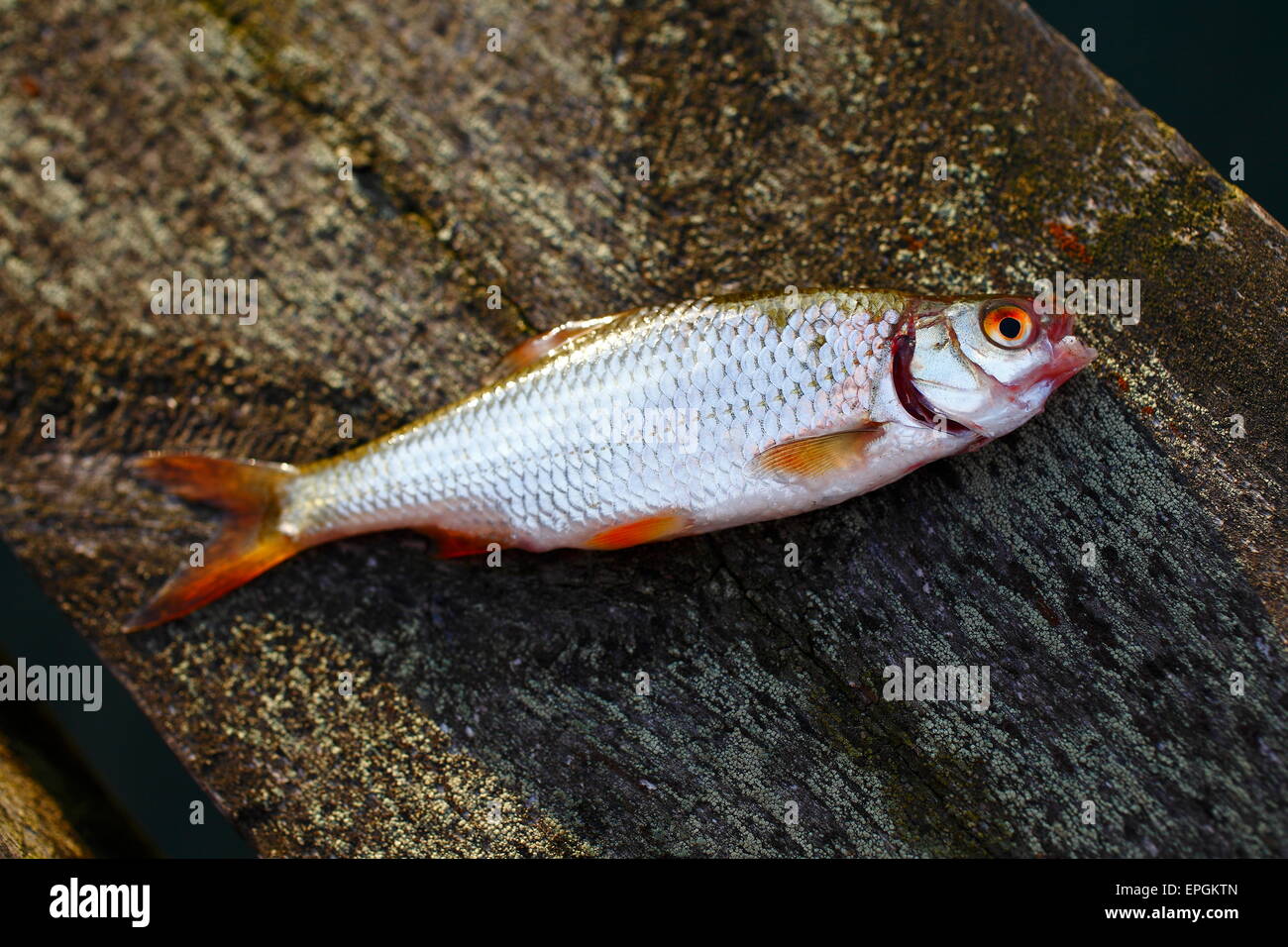 Tsukiji fish market in Tokyo, Japan Stock Photo - Alamy