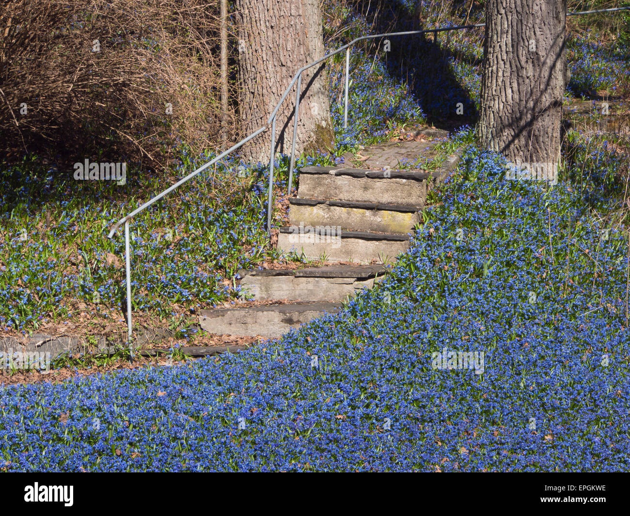 Blue carpet stairs hi-res stock photography and images - Alamy