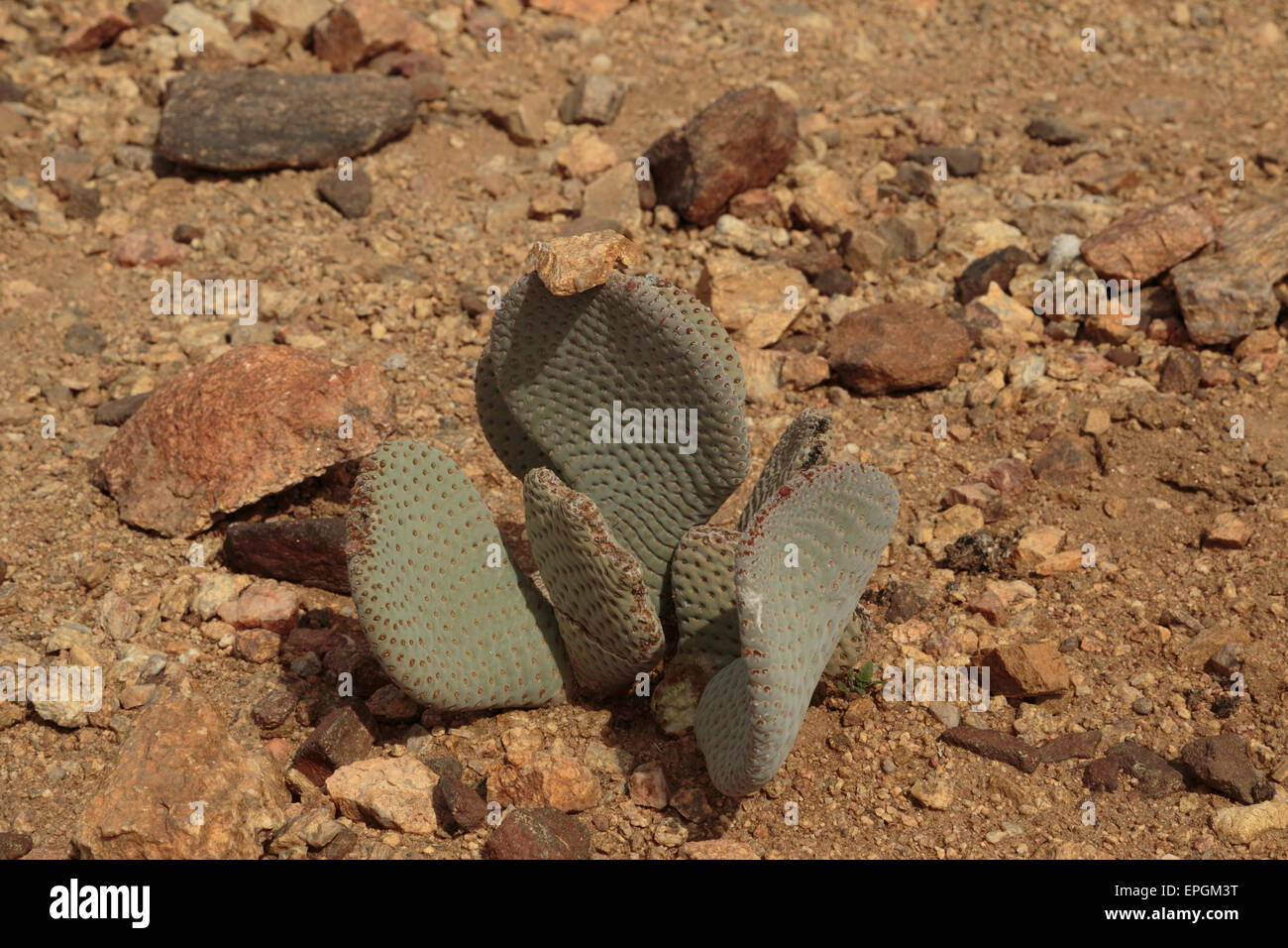Beaver tail cactus hi-res stock photography and images - Alamy
