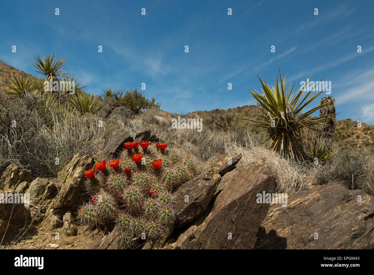 A photograph of a cactus in bloom with red flowers in the Joshua Tree ...