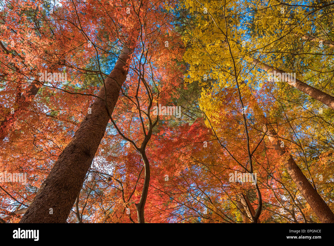 multi color trees in the autunm forest Stock Photo - Alamy