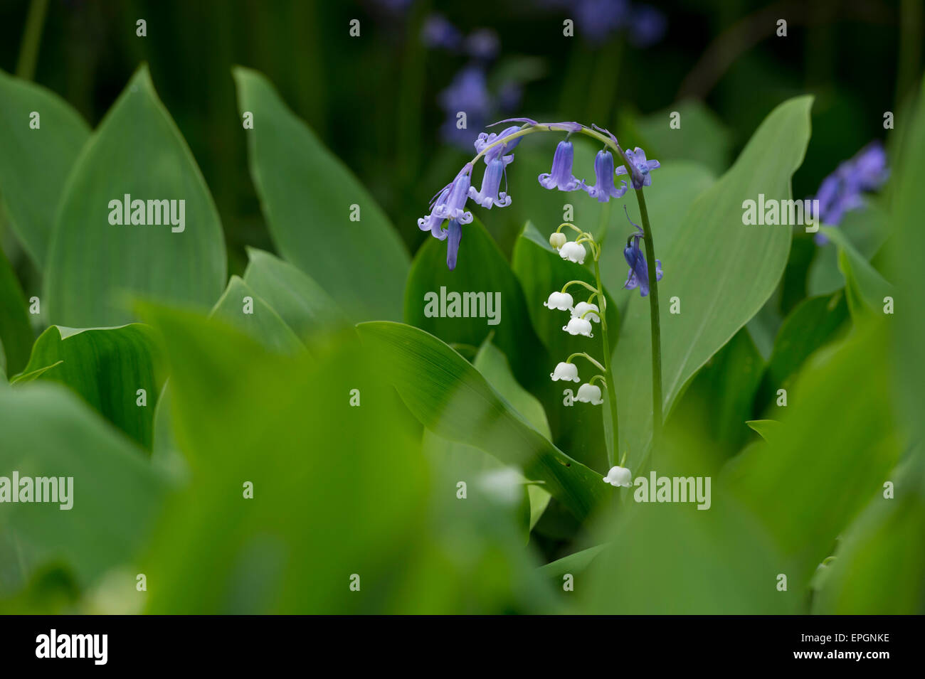 Bluebells and Lily of the valley flowers Stock Photo - Alamy