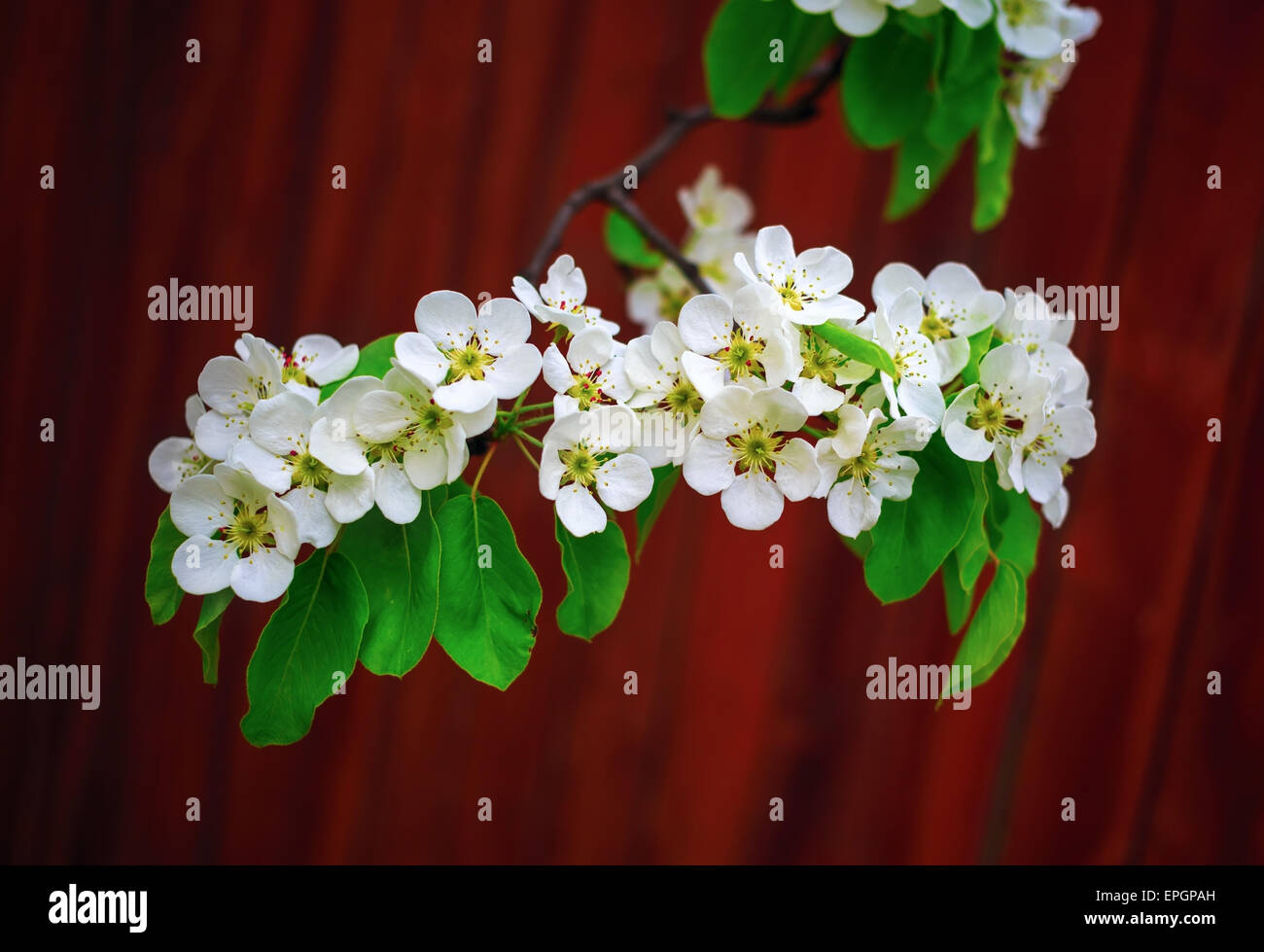 Blossoming tree branch. Beautiful bright white flowers and green leaves ...